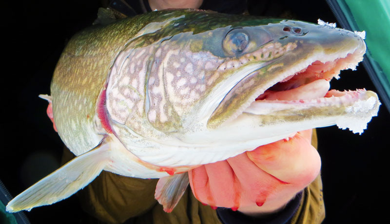 Big Kype • The Last Bit of Lake Trout Through The Ice
